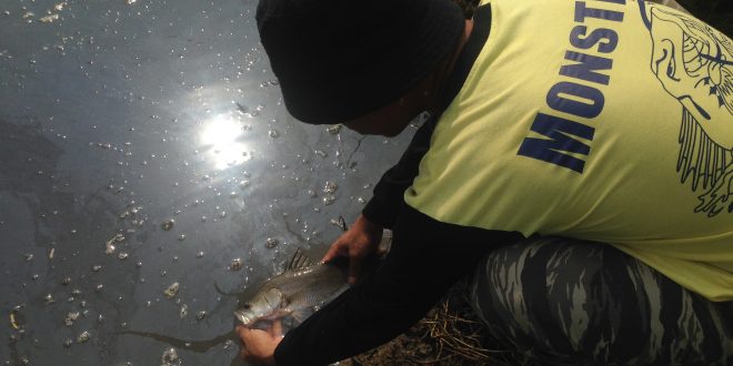 Tips Memburu Siakap Putih Menggunakan Kanicen Nix – Grenti Strike by Amzar Syazani | Ultralight ...