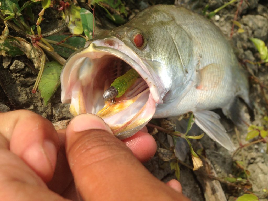 Tips Memburu Siakap Putih Menggunakan Kanicen Nix – Grenti Strike by Amzar Syazani | Ultralight ...