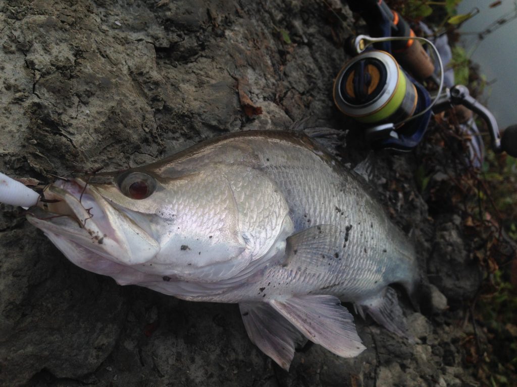 Tips Memburu Siakap Putih Menggunakan Kanicen Nix – Grenti Strike by Amzar Syazani | Ultralight ...