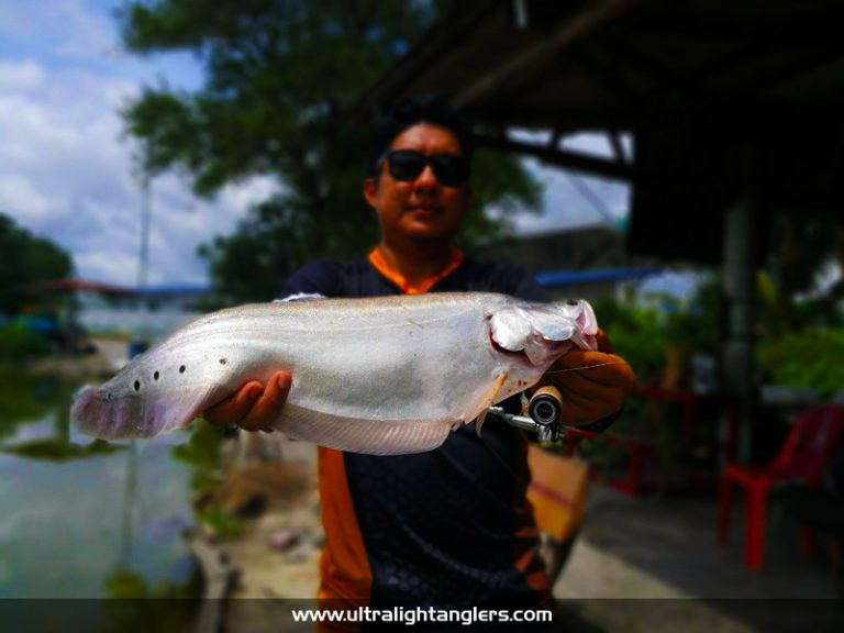 Teknik Memikat Ikan Belida Menggunakan Gewang dan Soft Baits ...