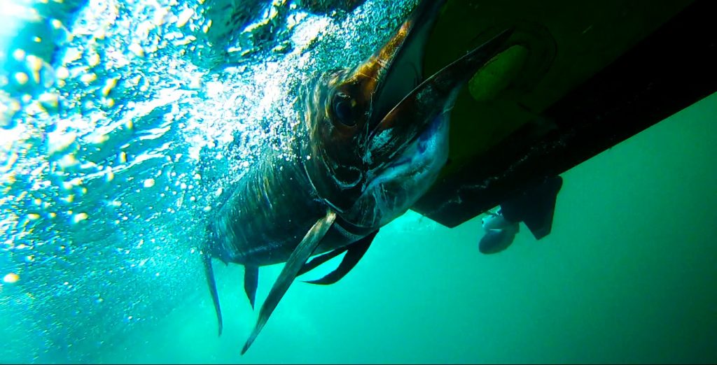 Kerja Gila Menarik Ikan Layaran / Sail Fish di Rompin, Pahang ...