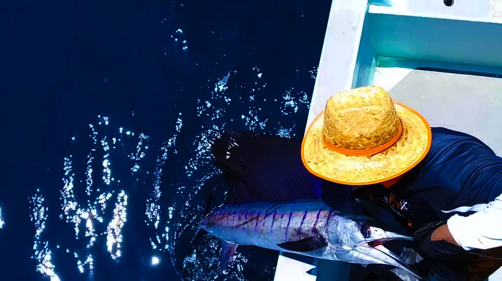 Kerja Gila Menarik Ikan Layaran / Sail Fish di Rompin, Pahang ...