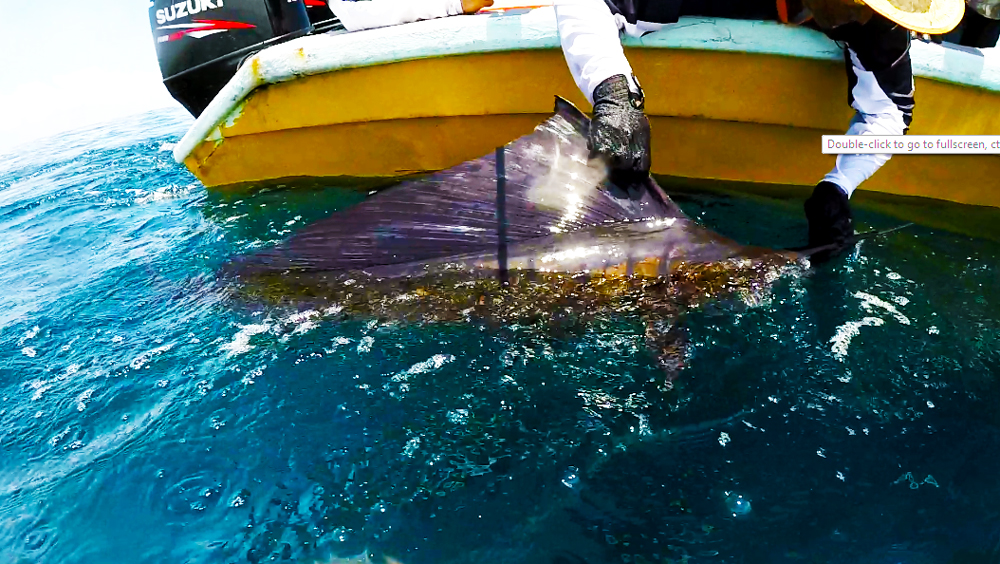 kanicen-nix-sail-fish-ikan-layaran-catch-and-release | Ultralight ...